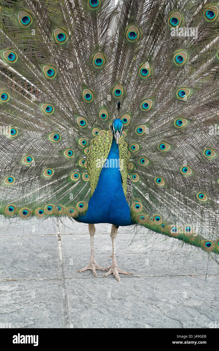 Peacock at Woodlands Family Theme Park, Totnes, Devon , England, United ...