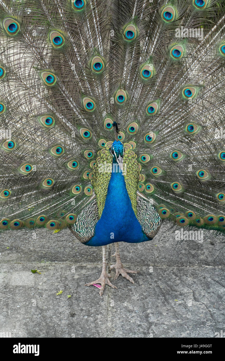 Peacock at Woodlands Family Theme Park, Totnes, Devon , England, United ...