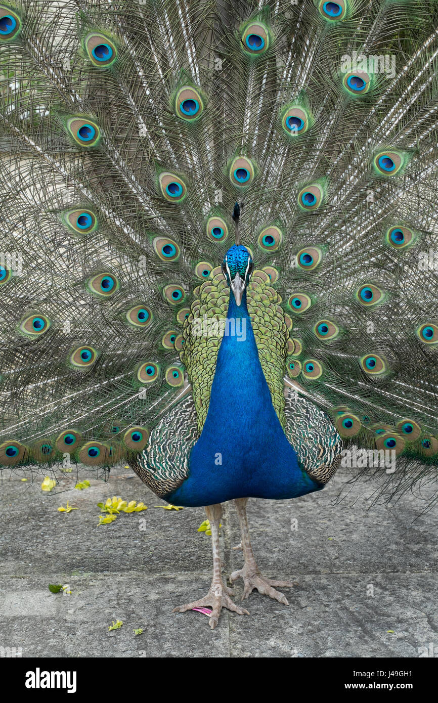 Peacock at Woodlands Family Theme Park, Totnes, Devon , England, United ...