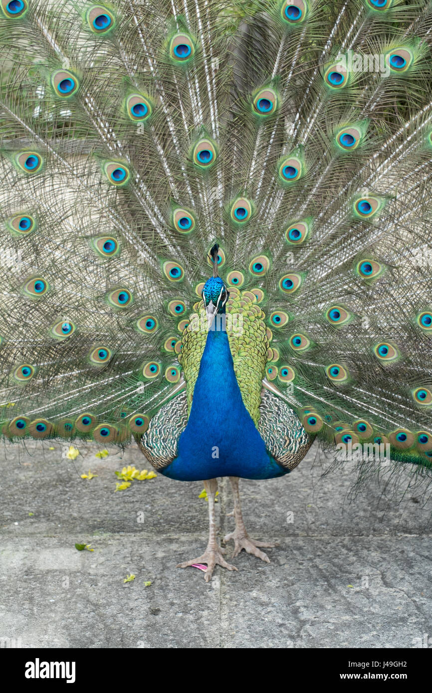 Peacock at Woodlands Family Theme Park, Totnes, Devon , England, United ...