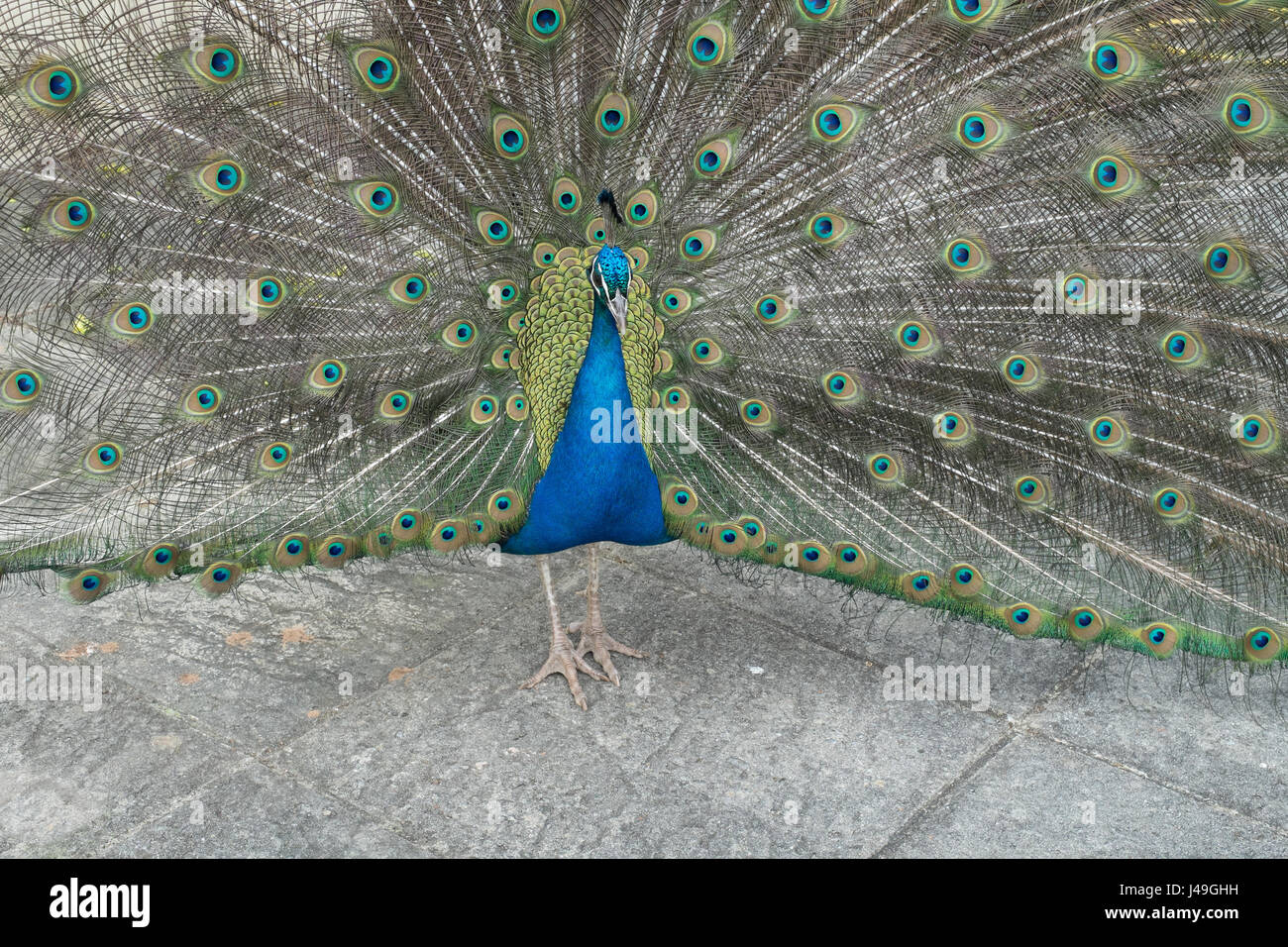 Indian peacock at Woodlands Family Theme Park, Totnes, Devon , England ...