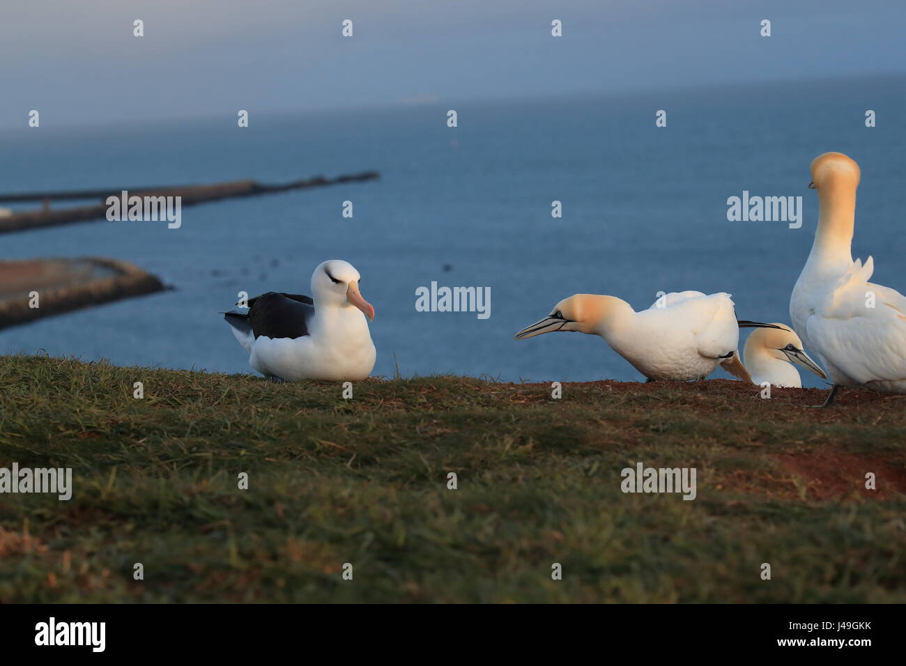 Black-browed Albatros ( Thalassarche melanophris ) or Mollymawk ...