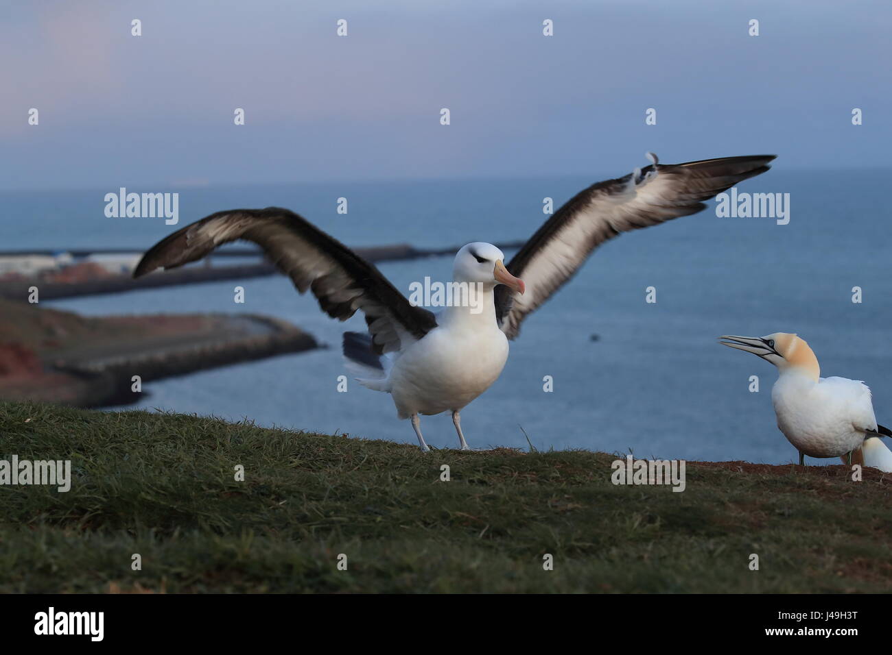 Black-browed Albatros ( Thalassarche melanophris ) or Mollymawk ...