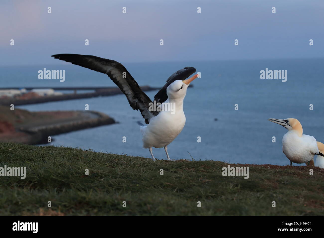 Black-browed Albatros ( Thalassarche melanophris ) or Mollymawk ...