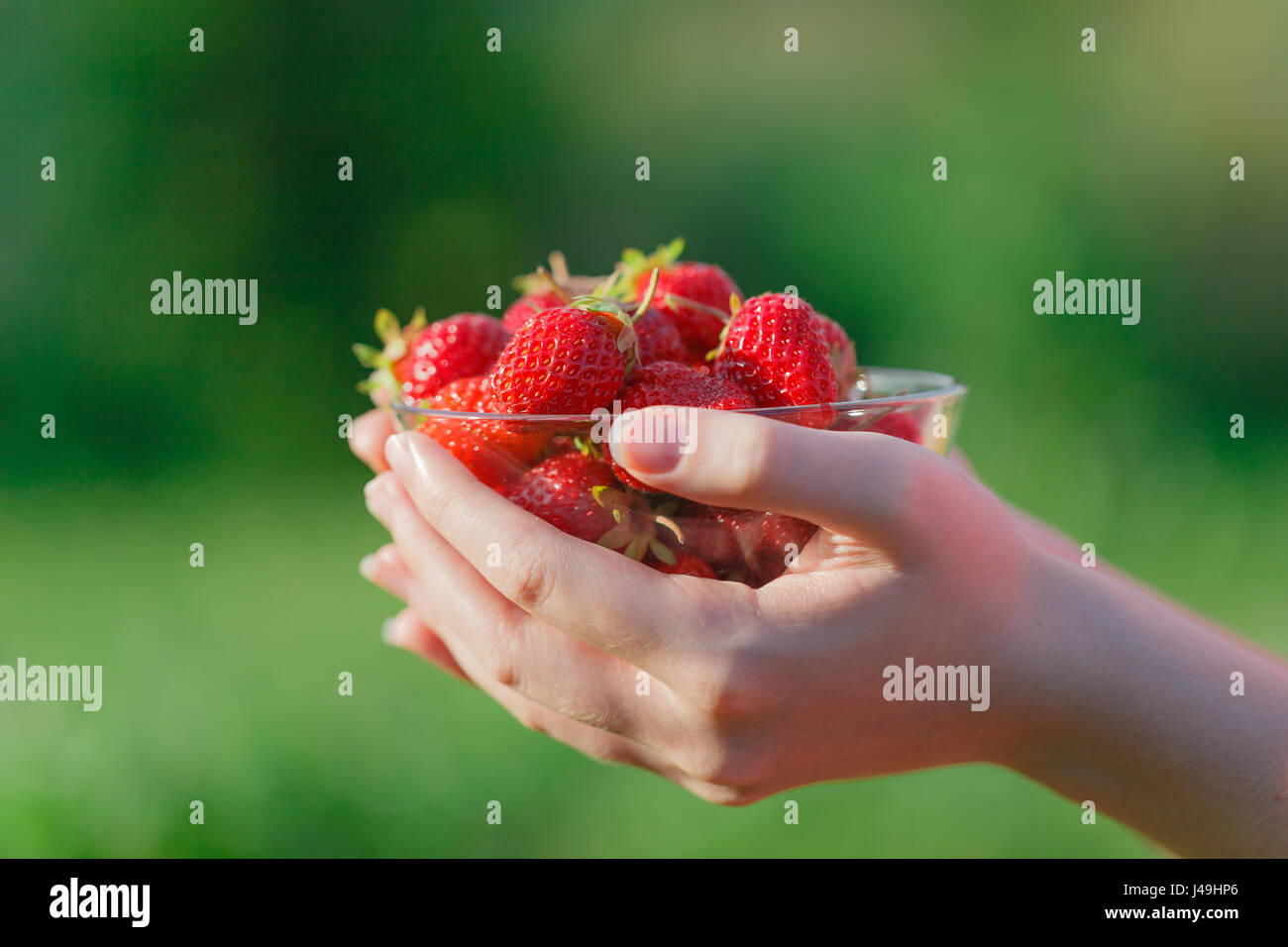 Group strawberry on woman hand hi-res stock photography and images - Alamy