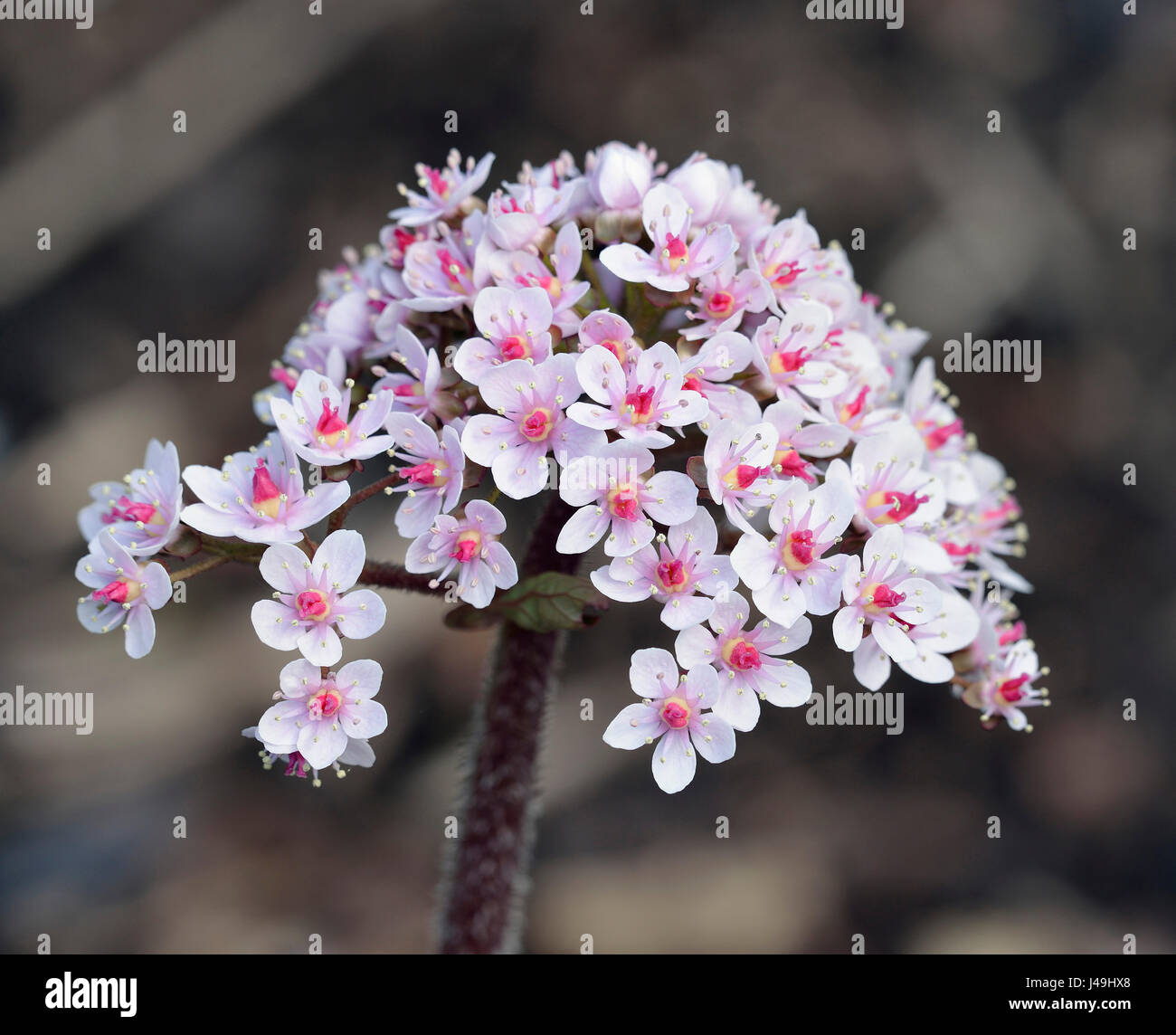 Indian Rhubarb - Darmera peltata Large member of Saxifrage family Stock ...