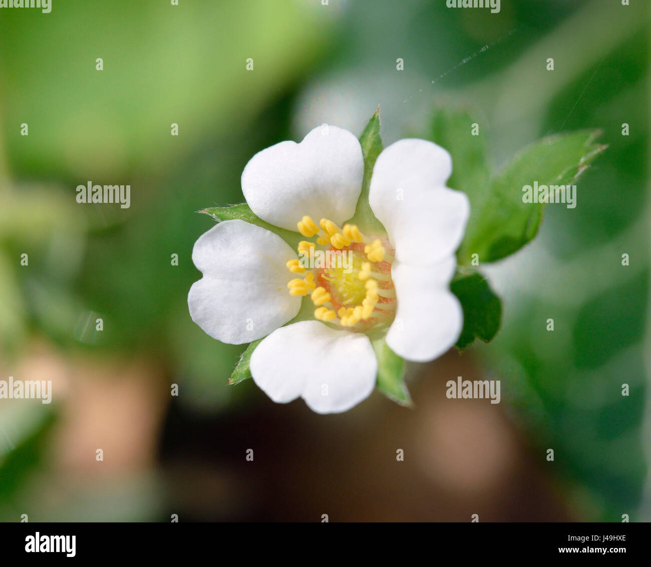 Barren Strawberry High Resolution Stock Photography and Images - Alamy
