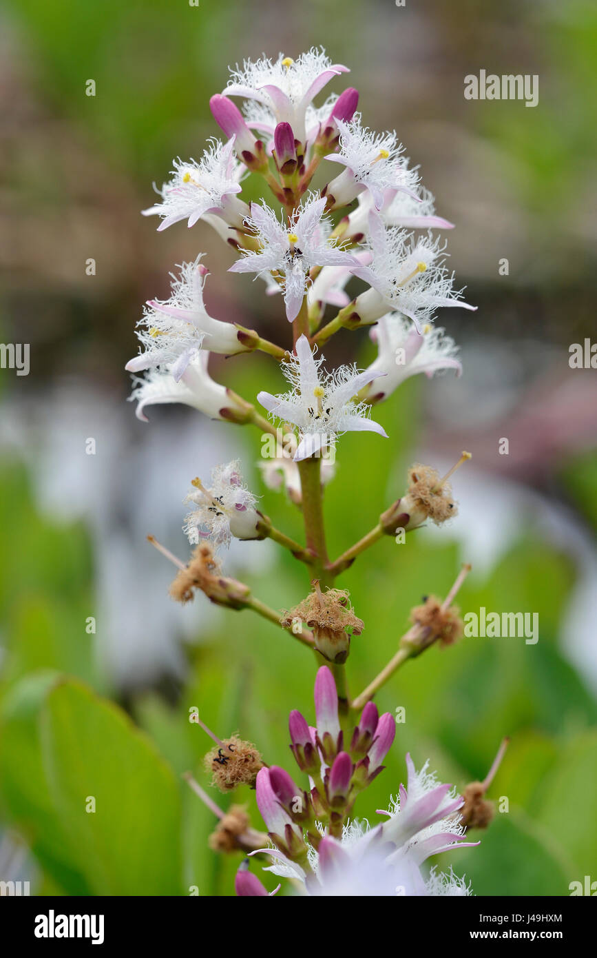 Bogbean - Menyanthes trifoliata Aquatic lake plant Stock Photo - Alamy