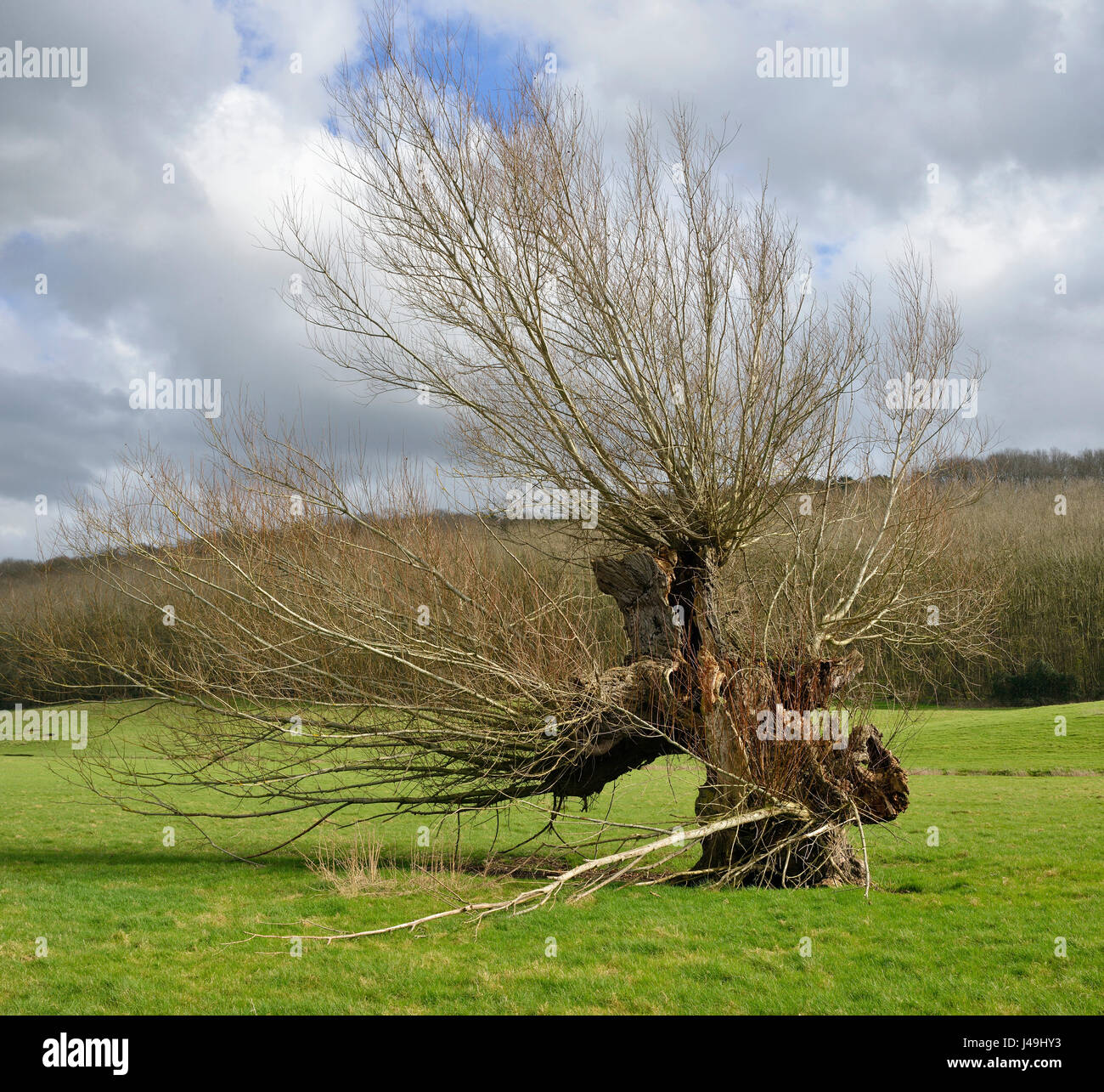 Large Old Pollarded Willow Tree in field - Salx sp Stock Photo - Alamy
