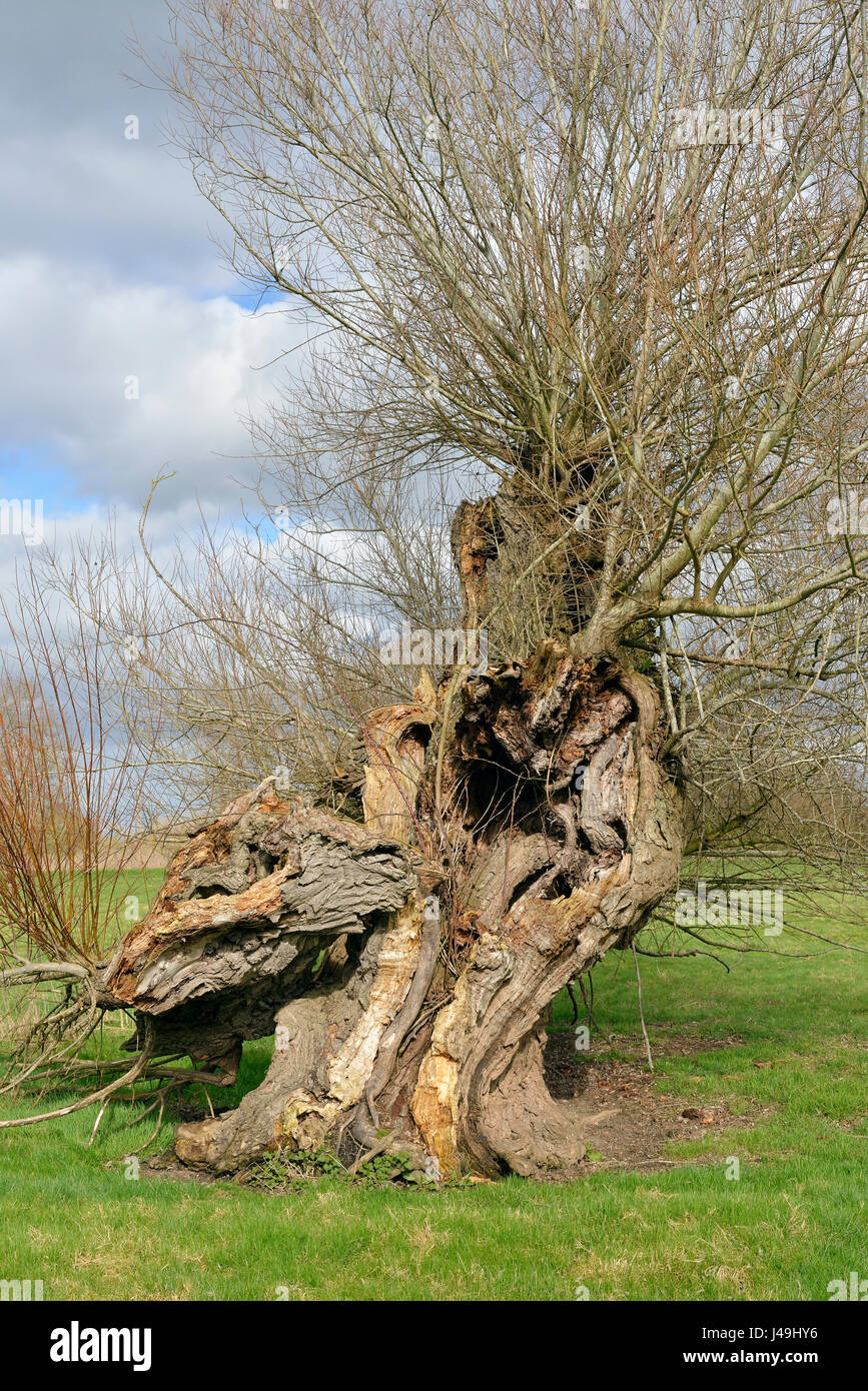 Salix pollard willow hi-res stock photography and images - Alamy