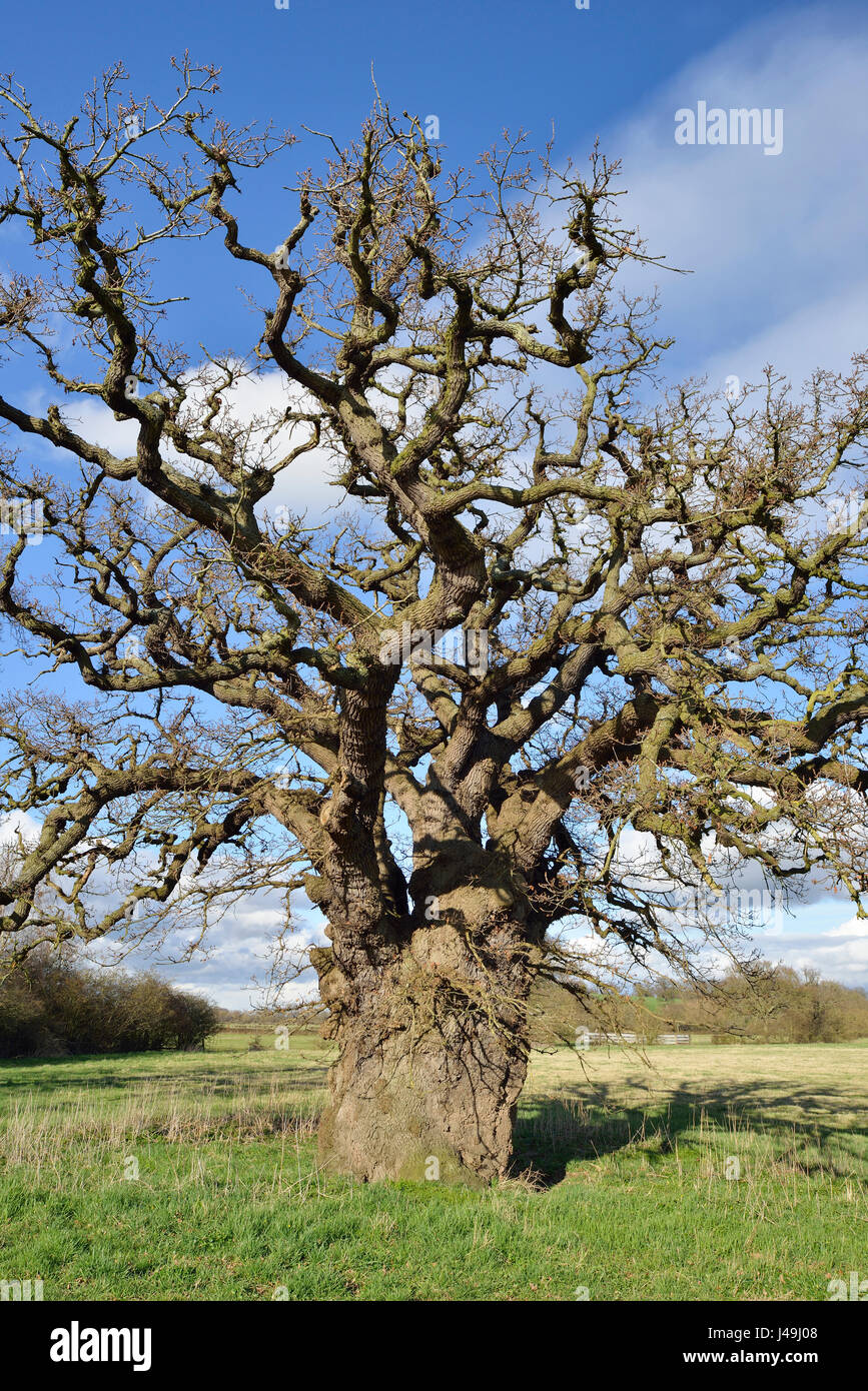 Pedunculate (English) Oak Tree - Quercus robur in field, Severn Vale ...