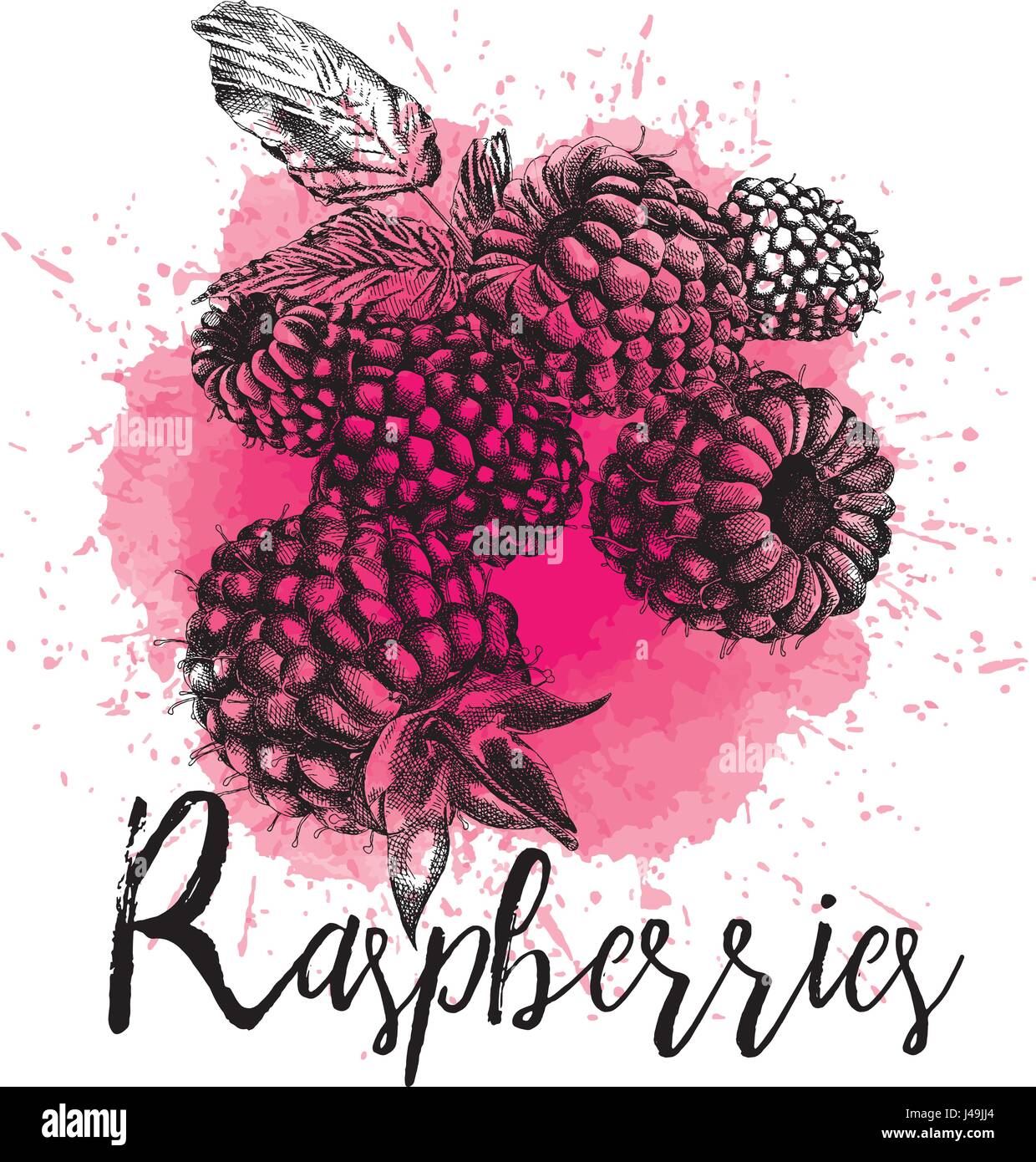 Raspberry botanical illustration Stock Vector Images - Alamy