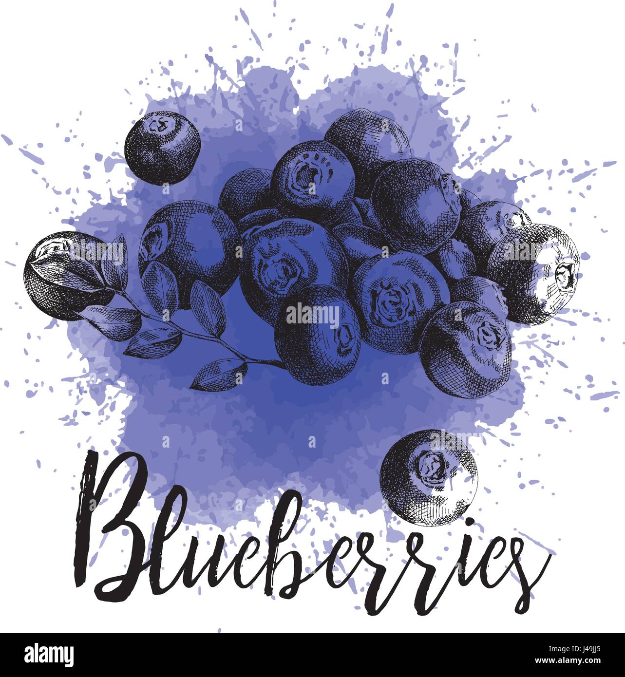 Vector hand drawn illustration blueberries Stock Vector Image & Art - Alamy