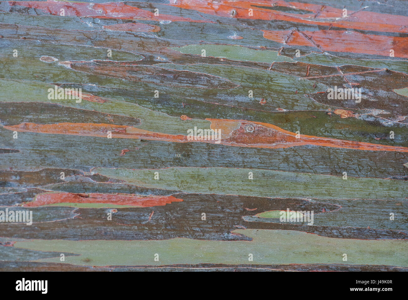 Colorful tree bark Stock Photo - Alamy