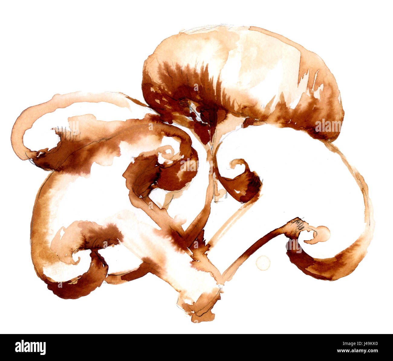 White fungus drawings hi-res stock photography and images - Alamy