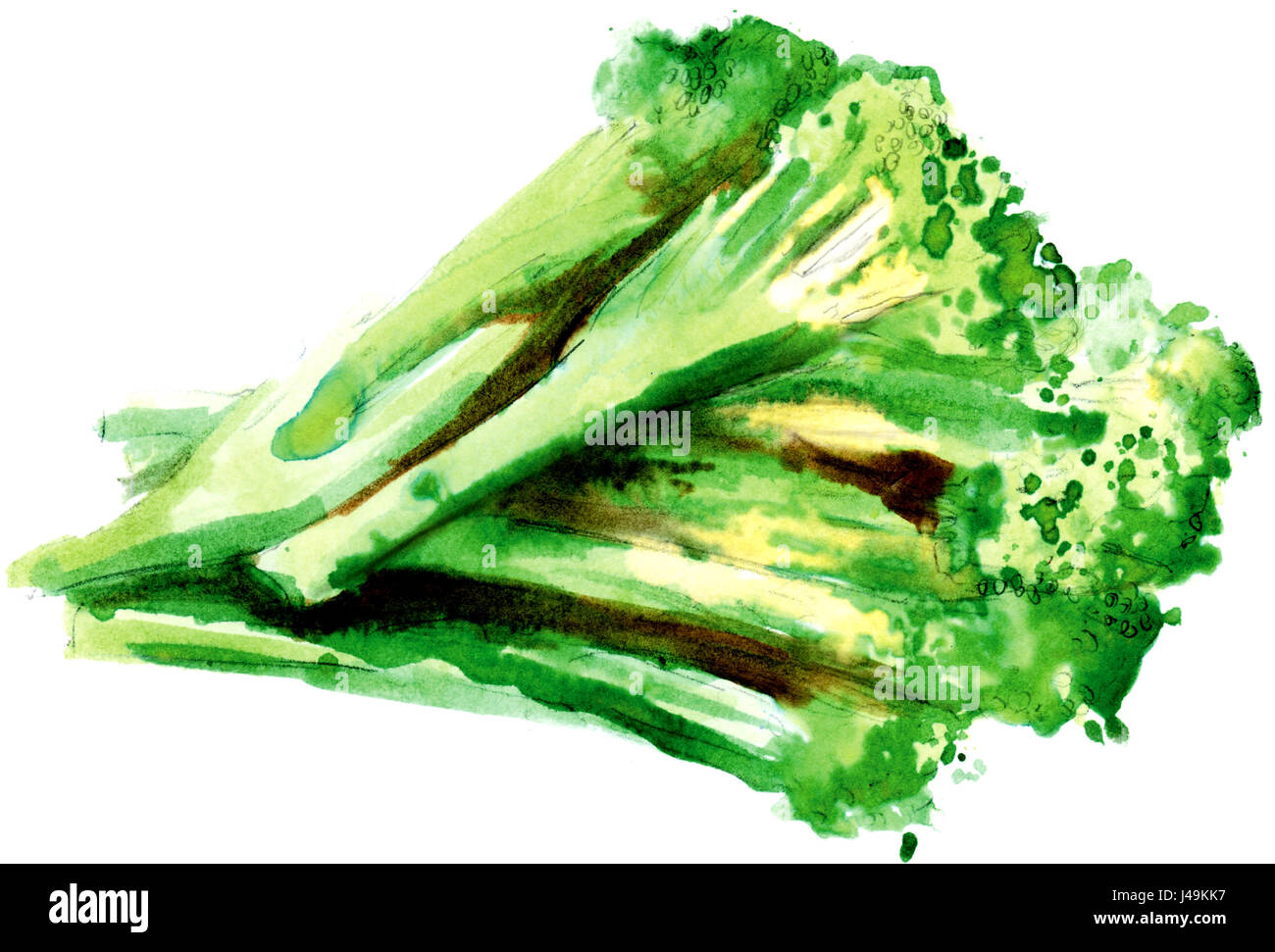 Broccoli watercolor illustration, isolated on a white background Stock ...