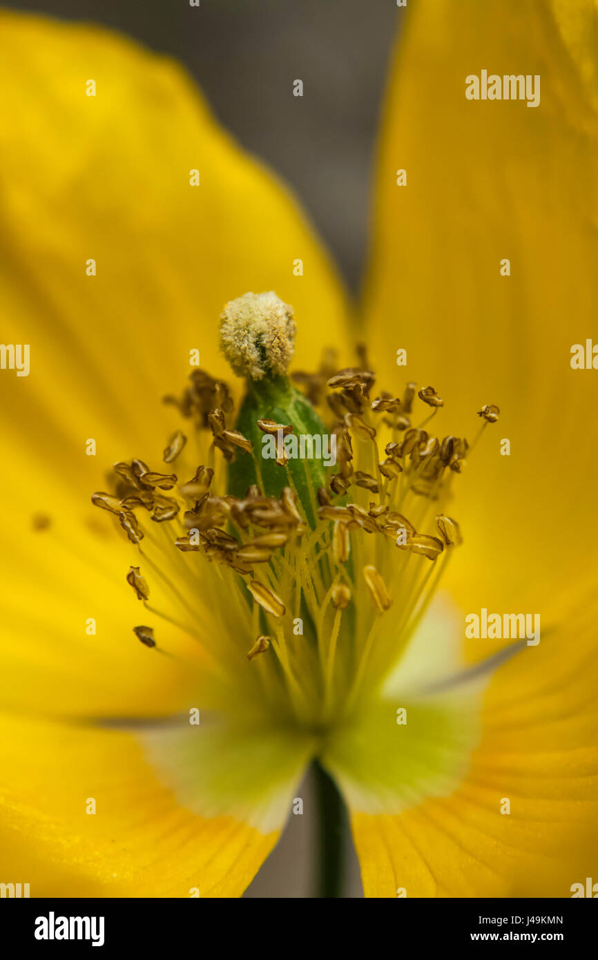 Poppy stigma hi-res stock photography and images - Alamy