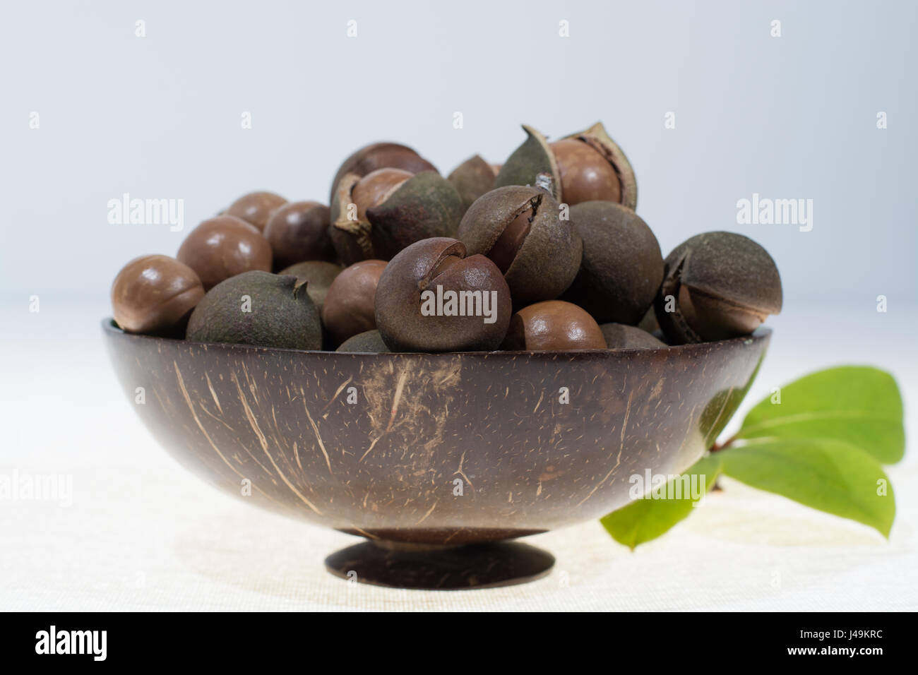 Macadamia nuts in shell, new harvest close up on white background Stock ...