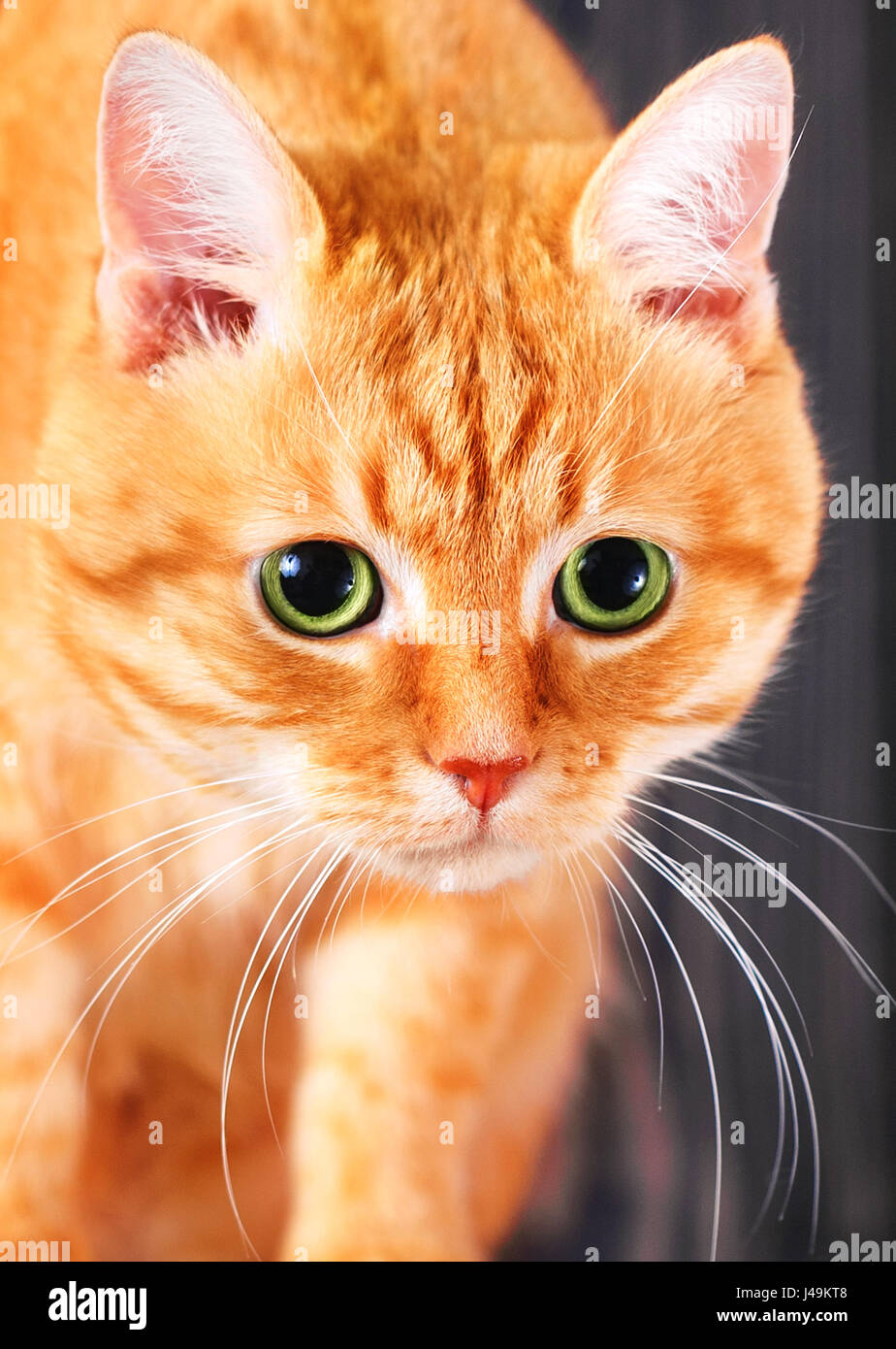 Red cat with big green eyes in studio close-up Stock Photo - Alamy