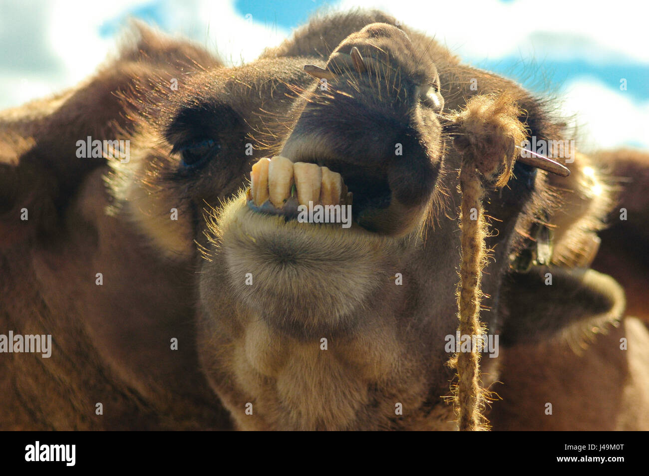 Camel tooth teeth camels hi-res stock photography and images - Alamy