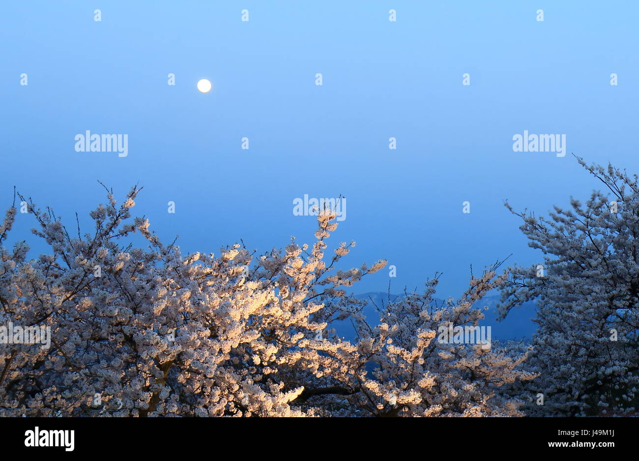Japan moon festival hi-res stock photography and images - Alamy