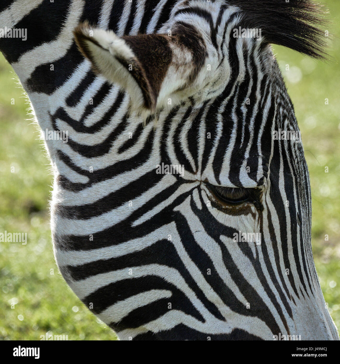 Beautiful Grevy's Zebra Equus Grevyi grazing in lush green clearing ...