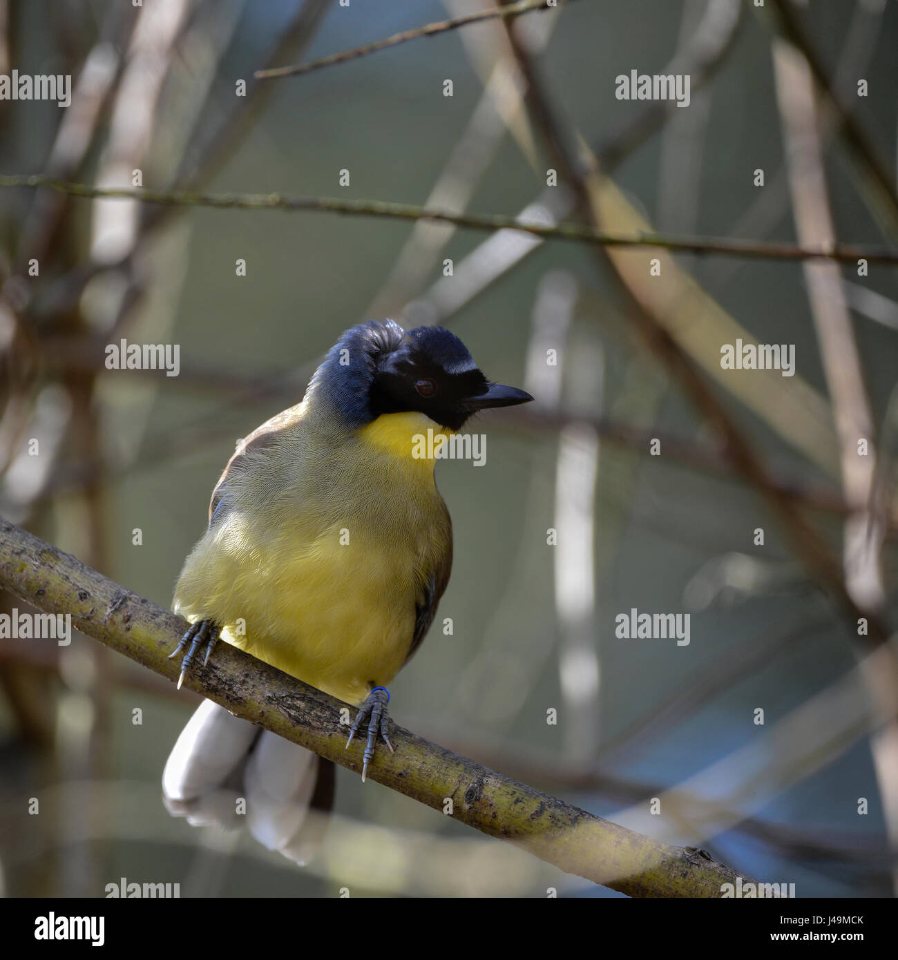 Beautiful vibrant male Weaver bird Ploceidae in tree Stock Photo - Alamy
