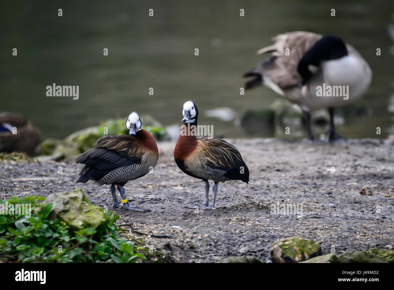 Mated pair of White Faced Whistling ducks preening each other in Spring ...