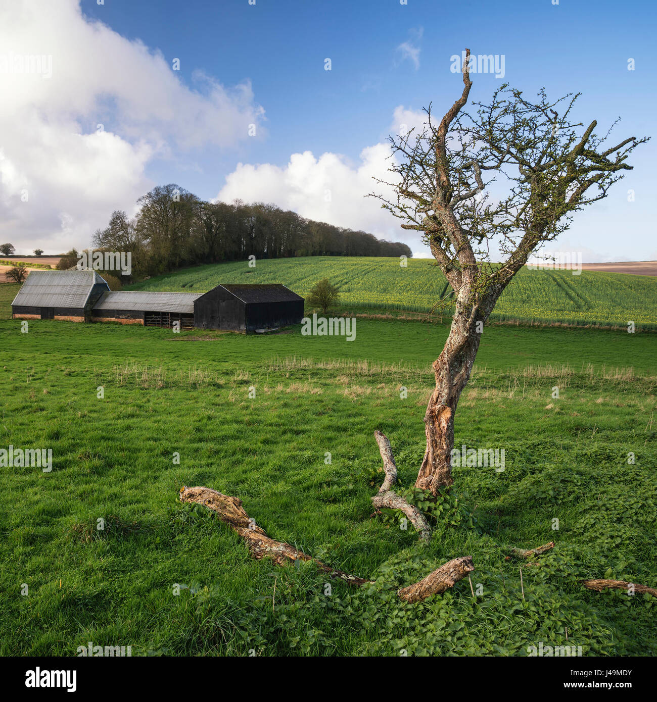 Beautiful agricultural English countryside landscape during early ...