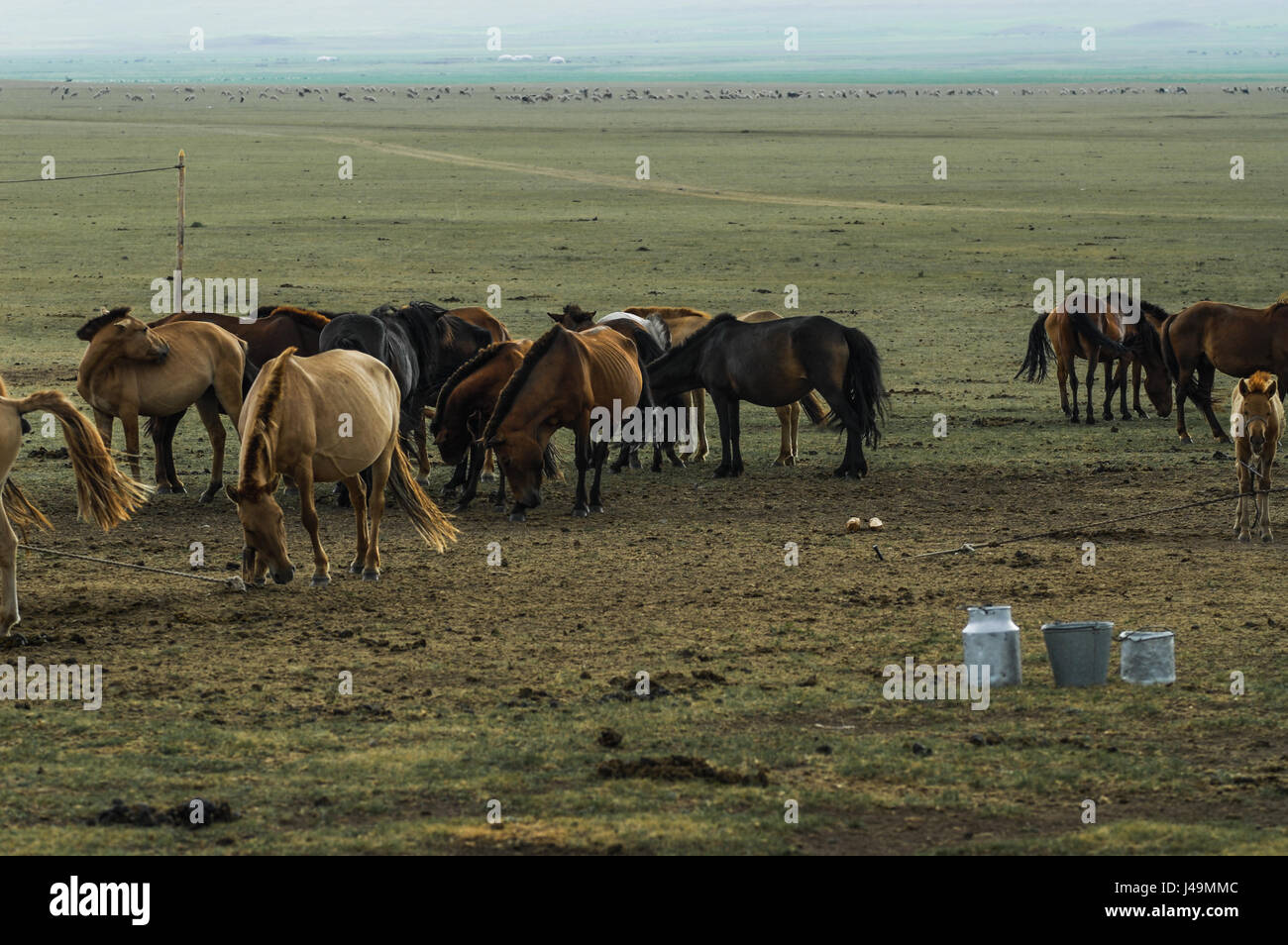 mare's milk mongolia, horse milk Stock Photo - Alamy