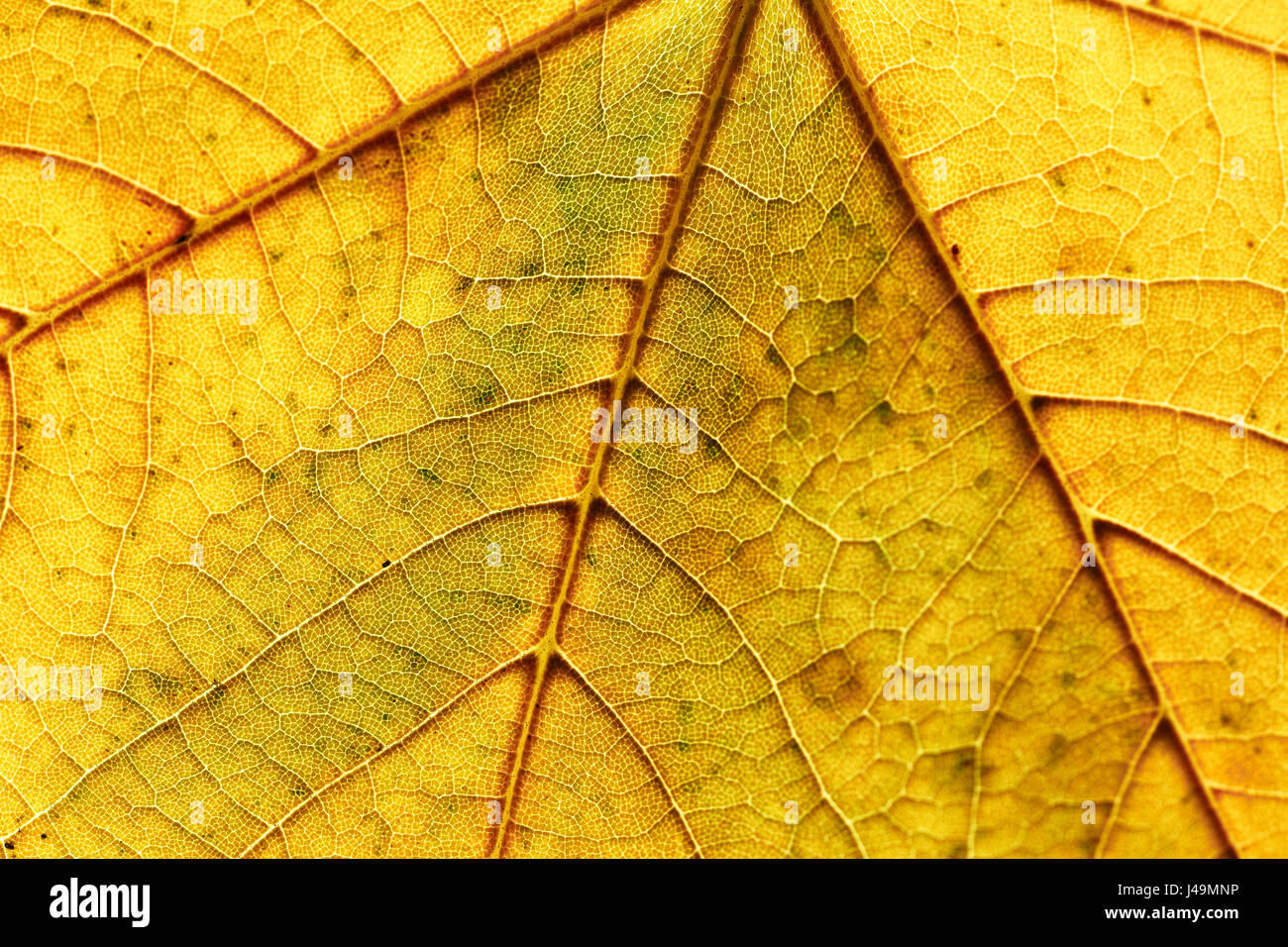 beautiful plane tree leaf isolated Stock Photo - Alamy