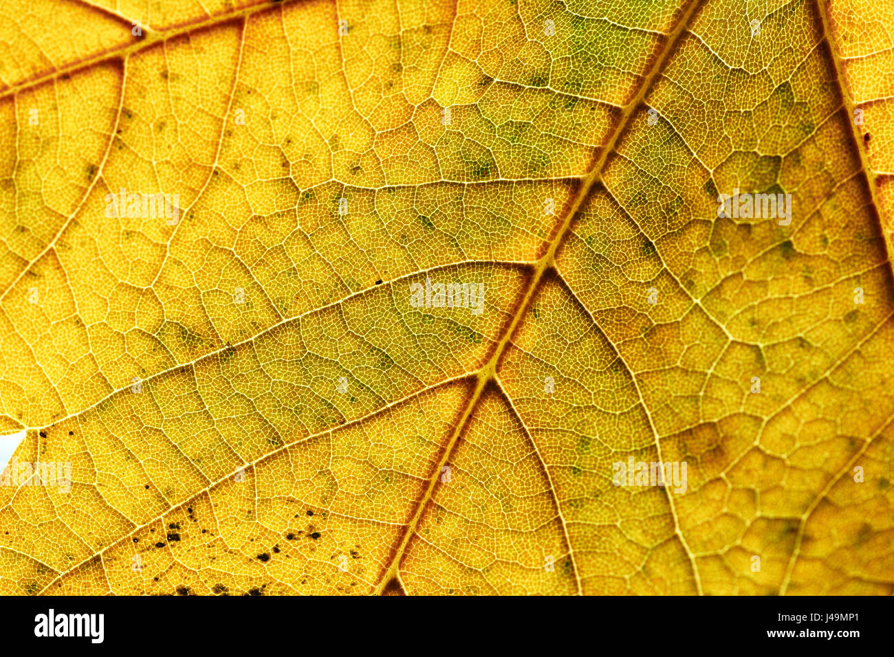 beautiful plane tree leaf isolated Stock Photo - Alamy