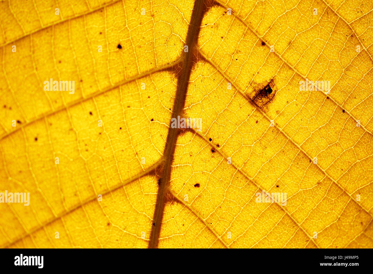 beautiful plane tree leaf isolated Stock Photo - Alamy