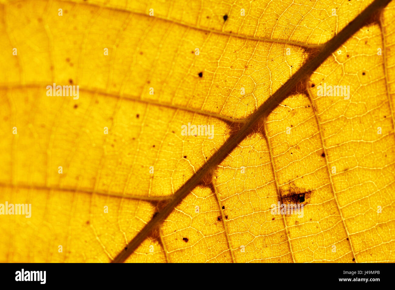 beautiful plane tree leaf isolated Stock Photo - Alamy
