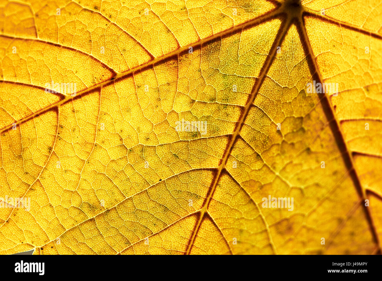 beautiful plane tree leaf isolated Stock Photo - Alamy