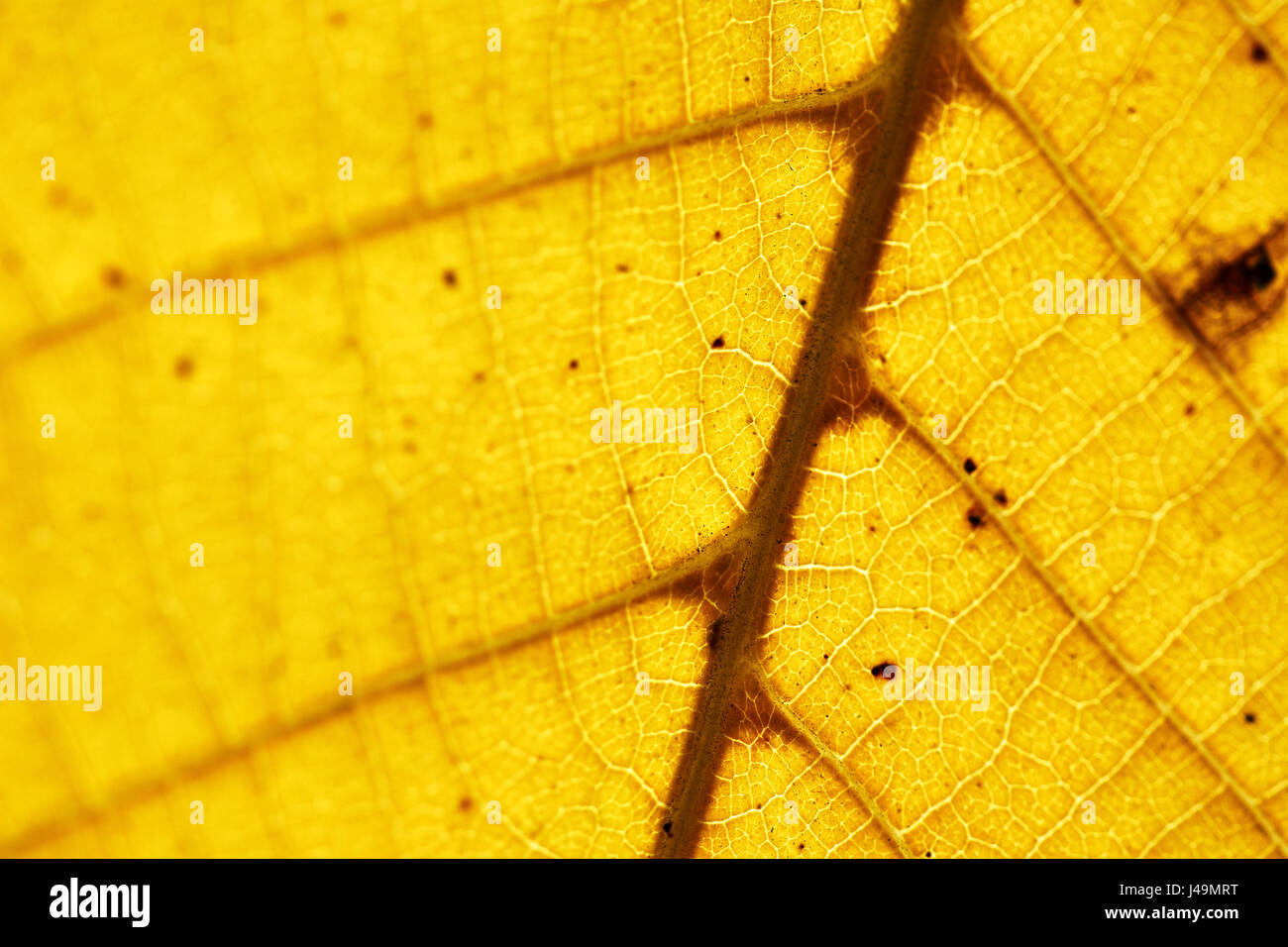 beautiful plane tree leaf isolated Stock Photo - Alamy