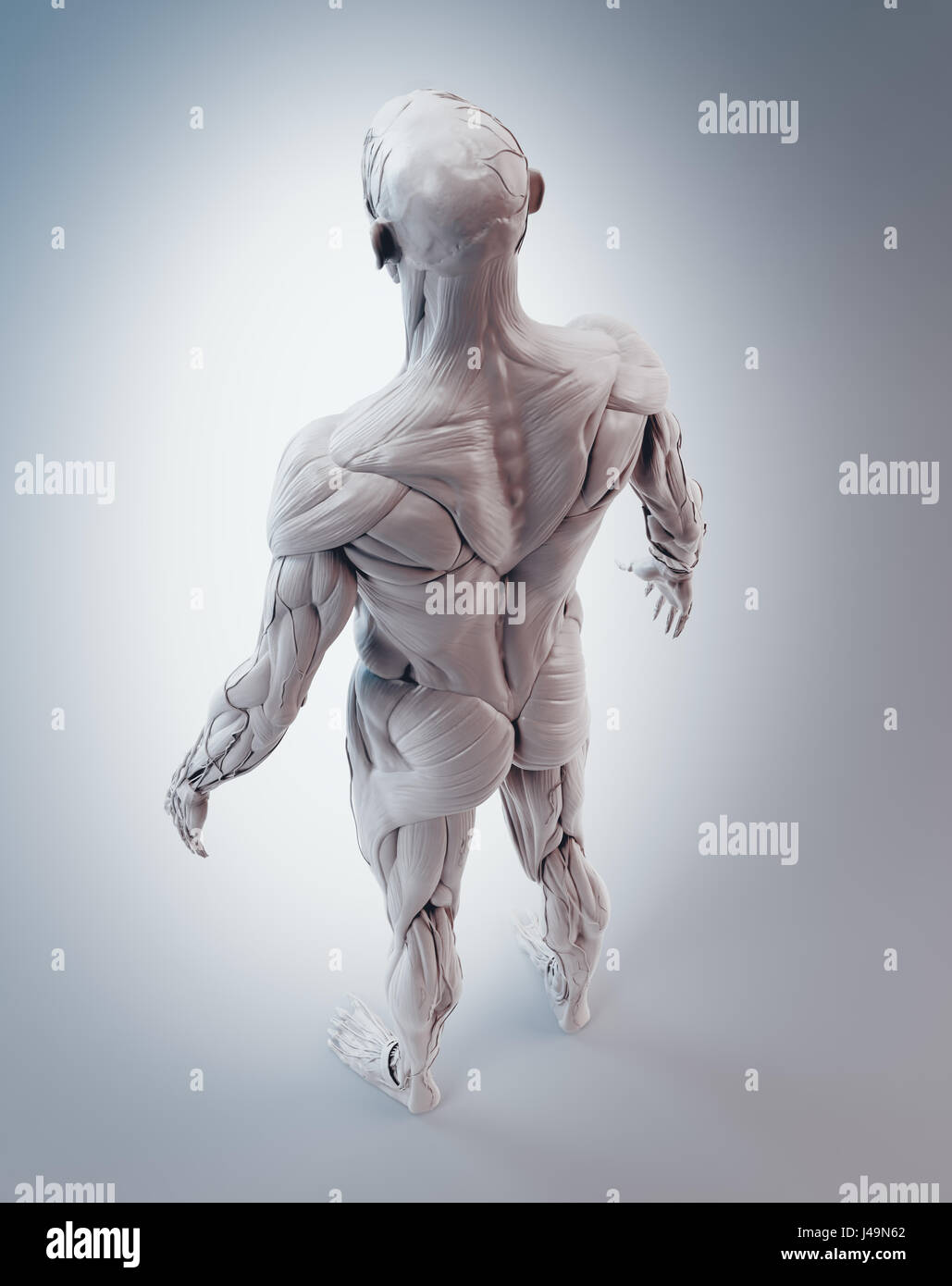 Human abdominal muscular system hi-res stock photography and images - Alamy