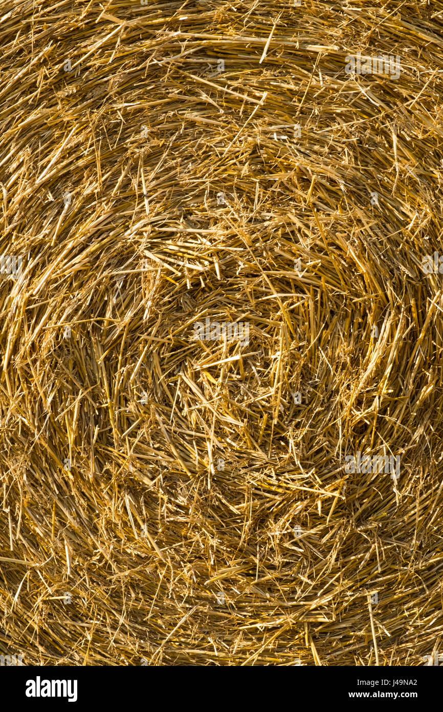 Round straw bale full frame background texture Stock Photo - Alamy