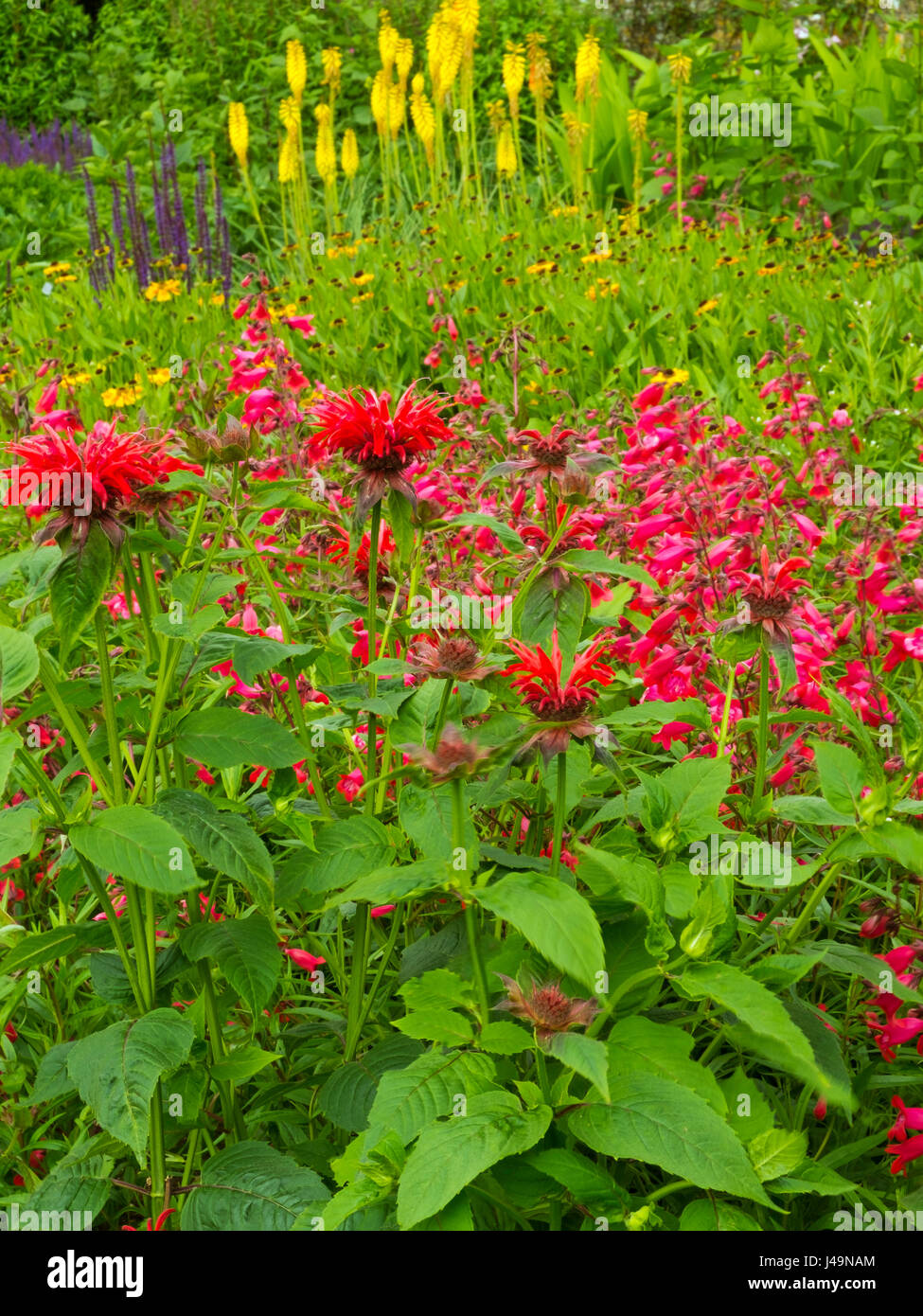 Colouful English summer garden flower border Stock Photo - Alamy