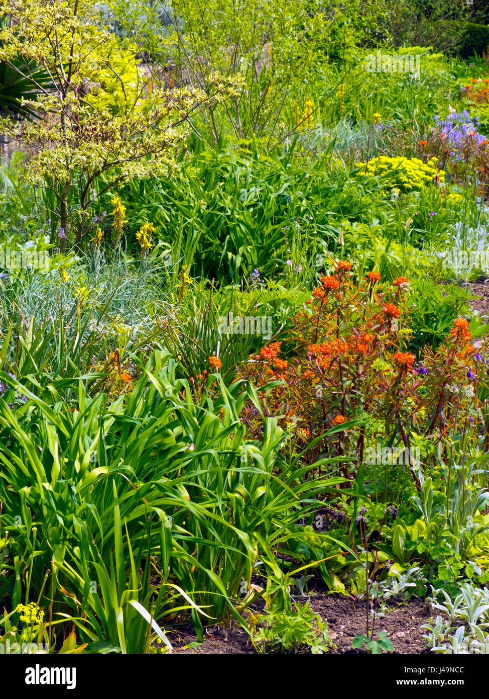 Spring garden border hi-res stock photography and images - Alamy