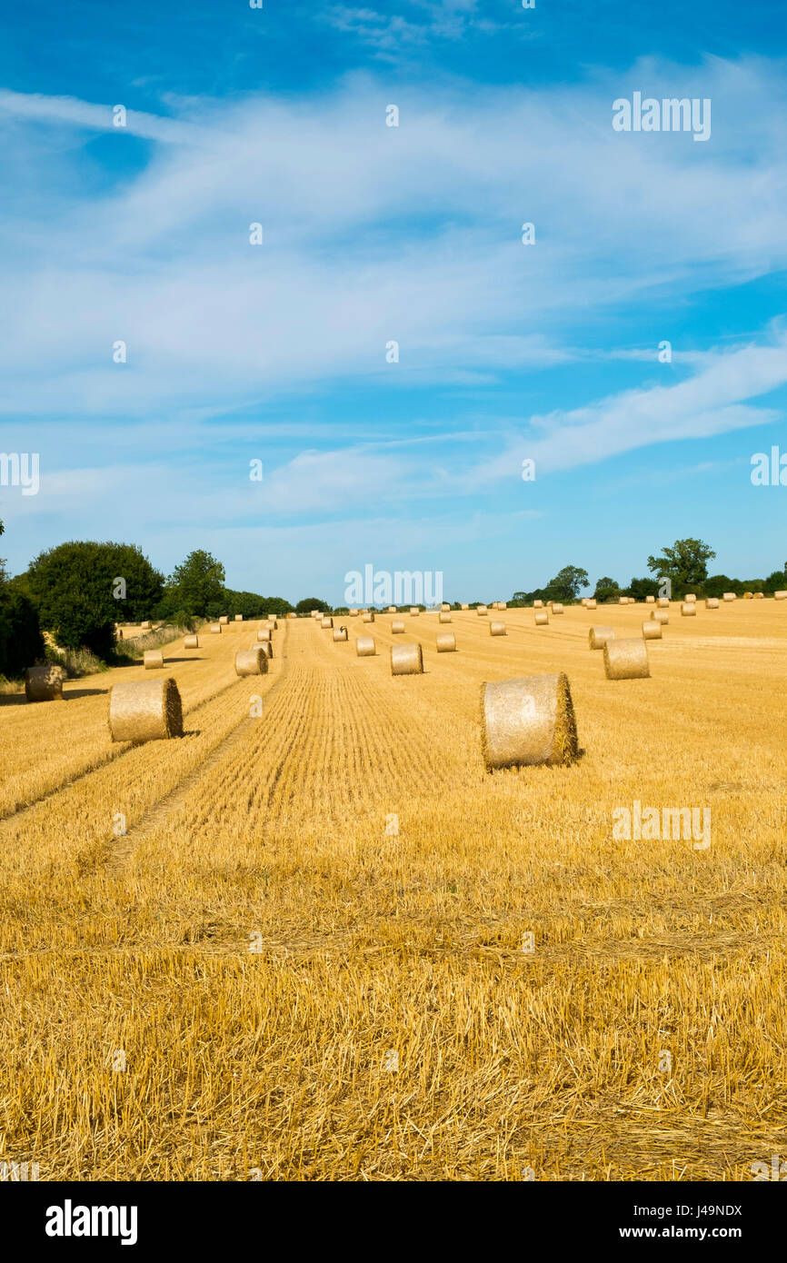 Late summer harvest field landscape near Tetbury, Gloucestershire, UK ...