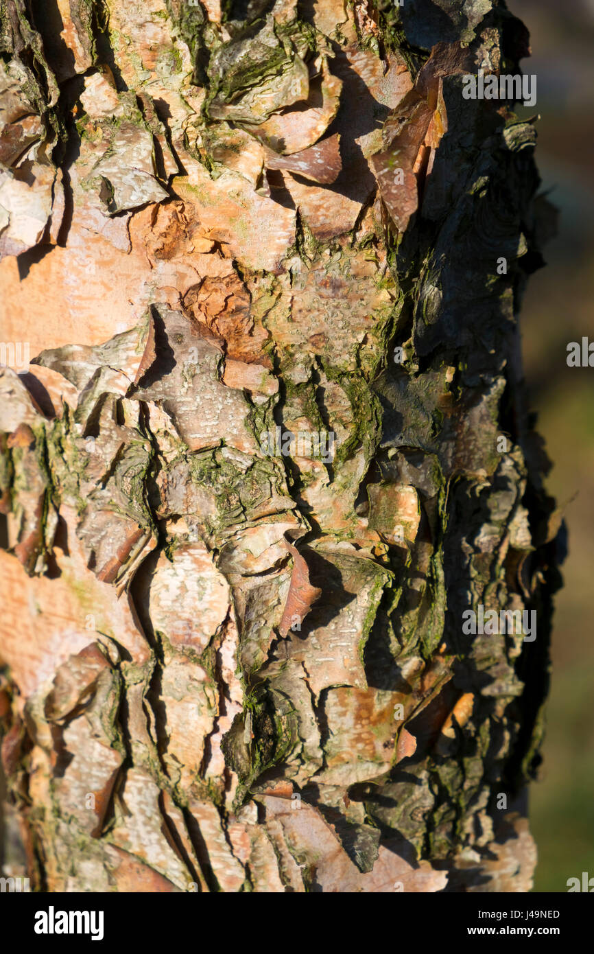 Rough textured tree bark close up in sunlight and shadow Stock Photo ...