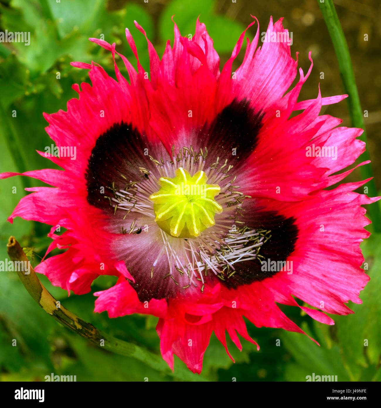Close up photograph unusual hi-res stock photography and images - Alamy