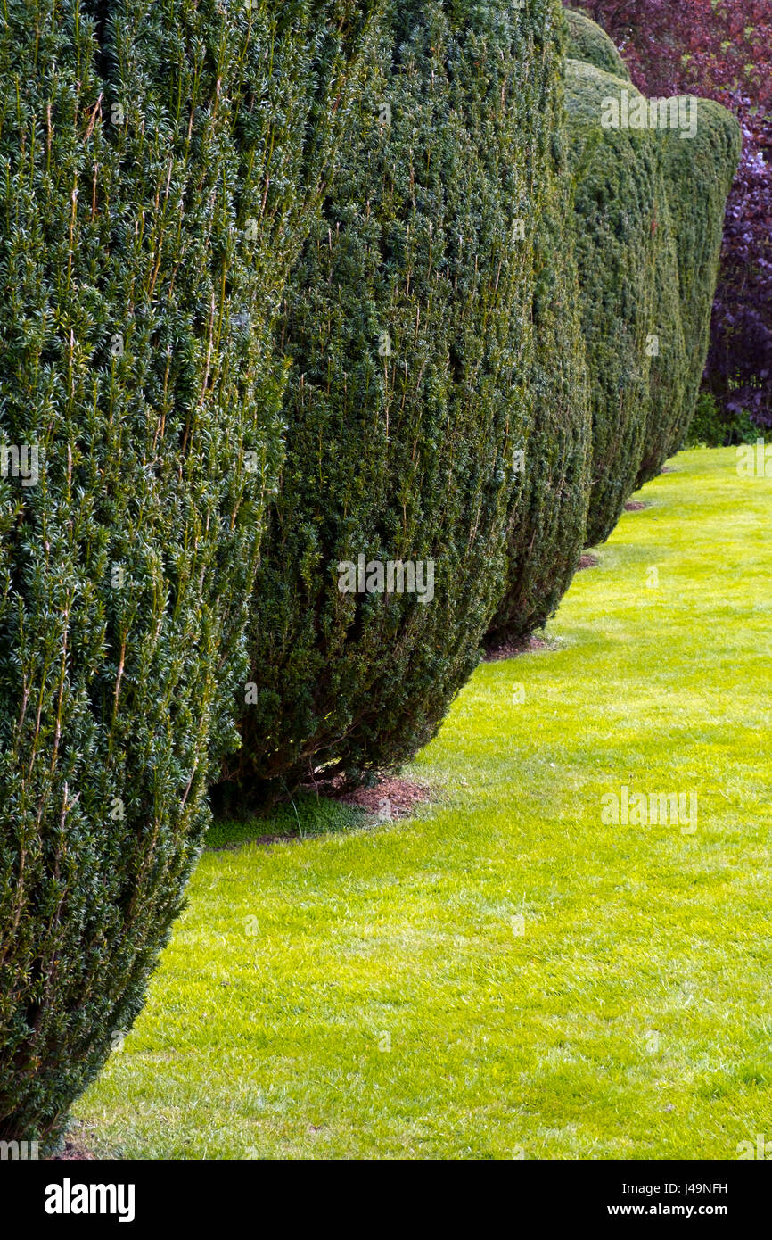 A row of manicured garden trees Stock Photo - Alamy