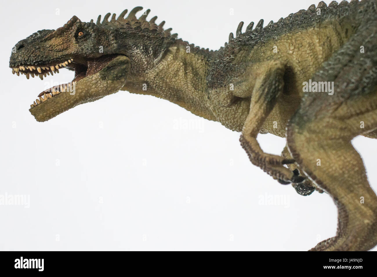 Allosaurus isolated on white background Stock Photo - Alamy