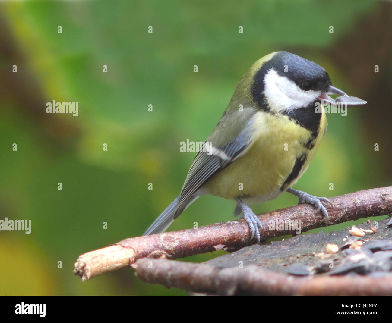 coalmouse on tree background Stock Photo - Alamy