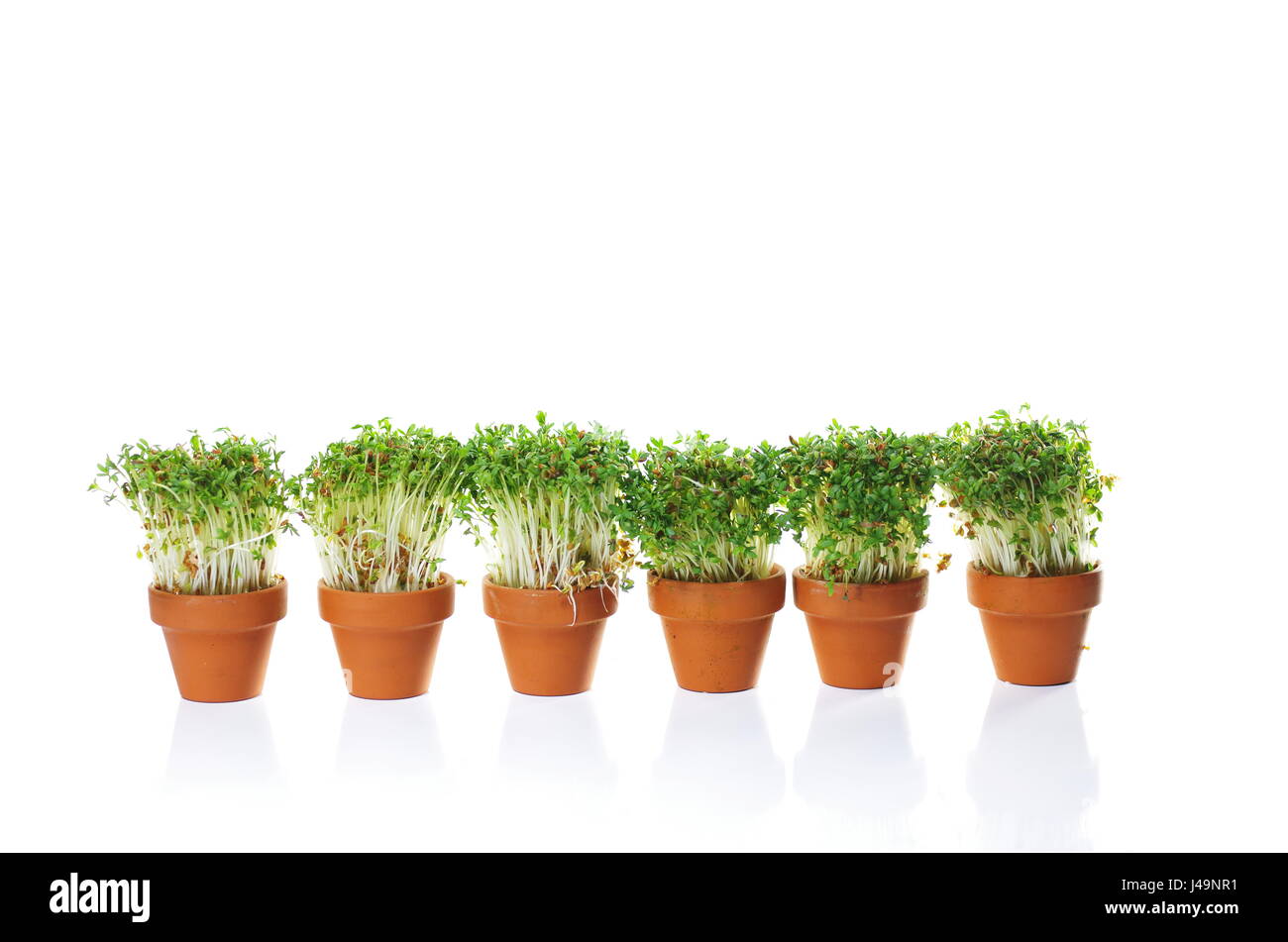growing cress in clay pot on white background Stock Photo - Alamy