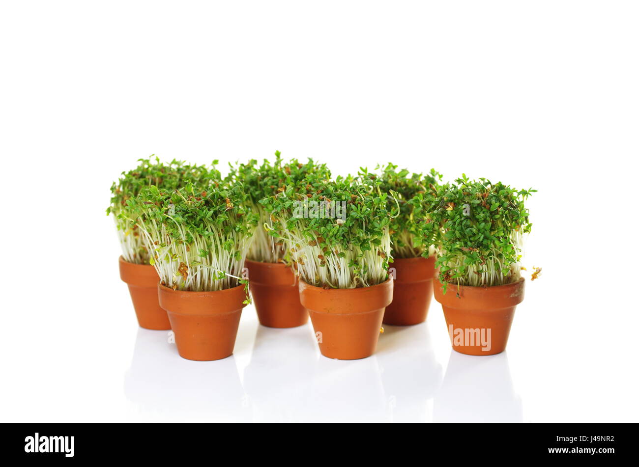 growing cress in clay pot on white background Stock Photo - Alamy