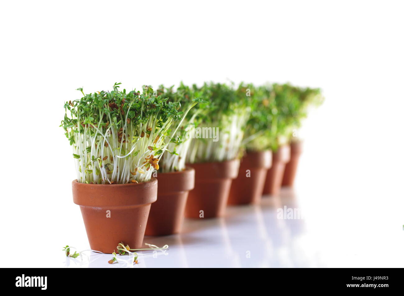 growing cress in clay pot on white background Stock Photo - Alamy