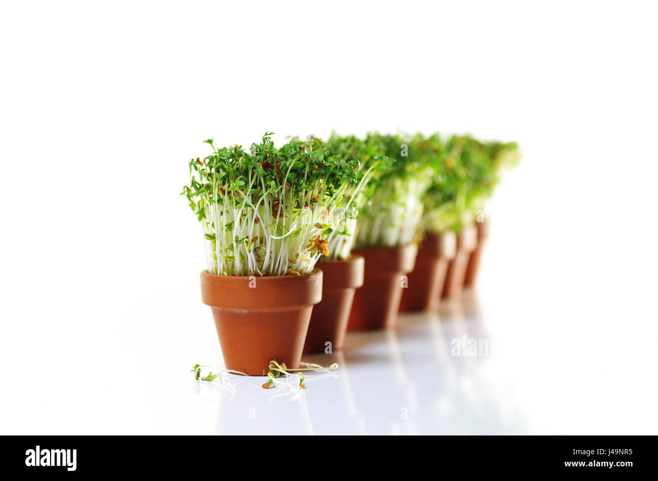 growing cress in clay pot on white background Stock Photo - Alamy